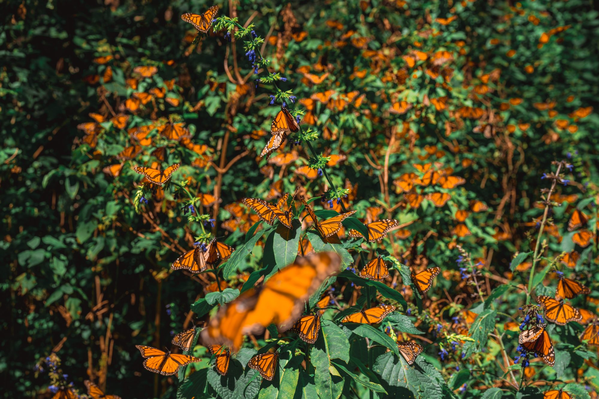 Piedra Herrada – A complete guide to the Piedra Herrada Butterfly Sanctuary